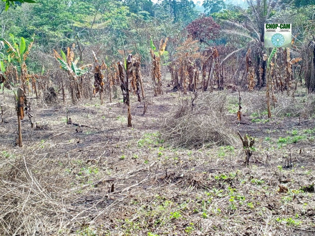 L’agriculture sur brûlis au village de Nkolmefou1 : une pratique ancrée ...